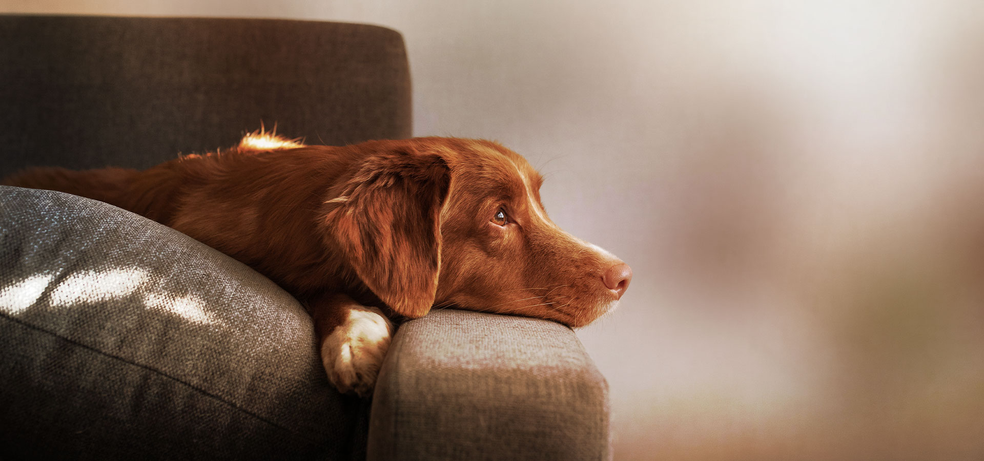 Home veterinarians - Anima Care