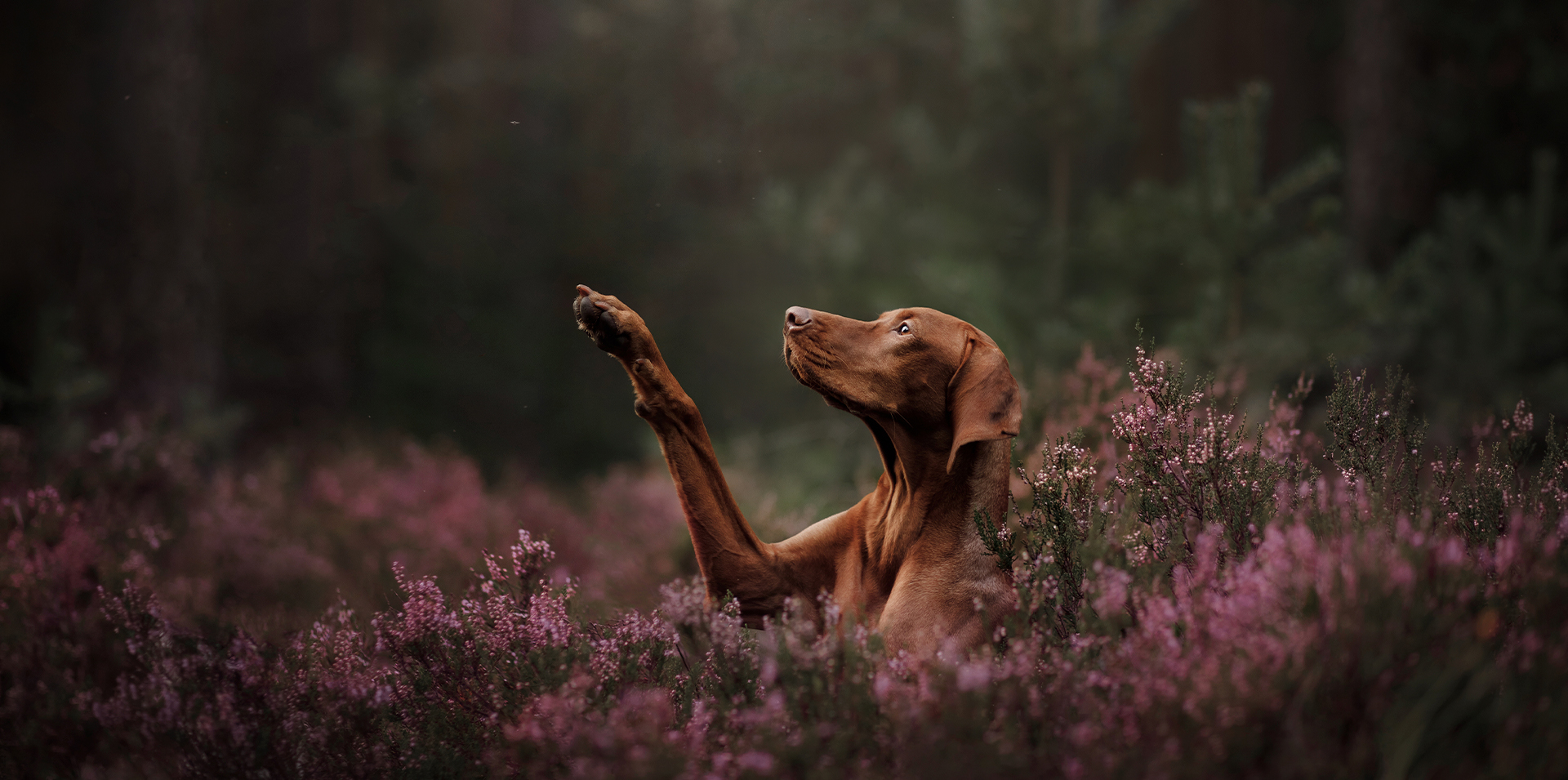 Home veterinarians - Anima Care